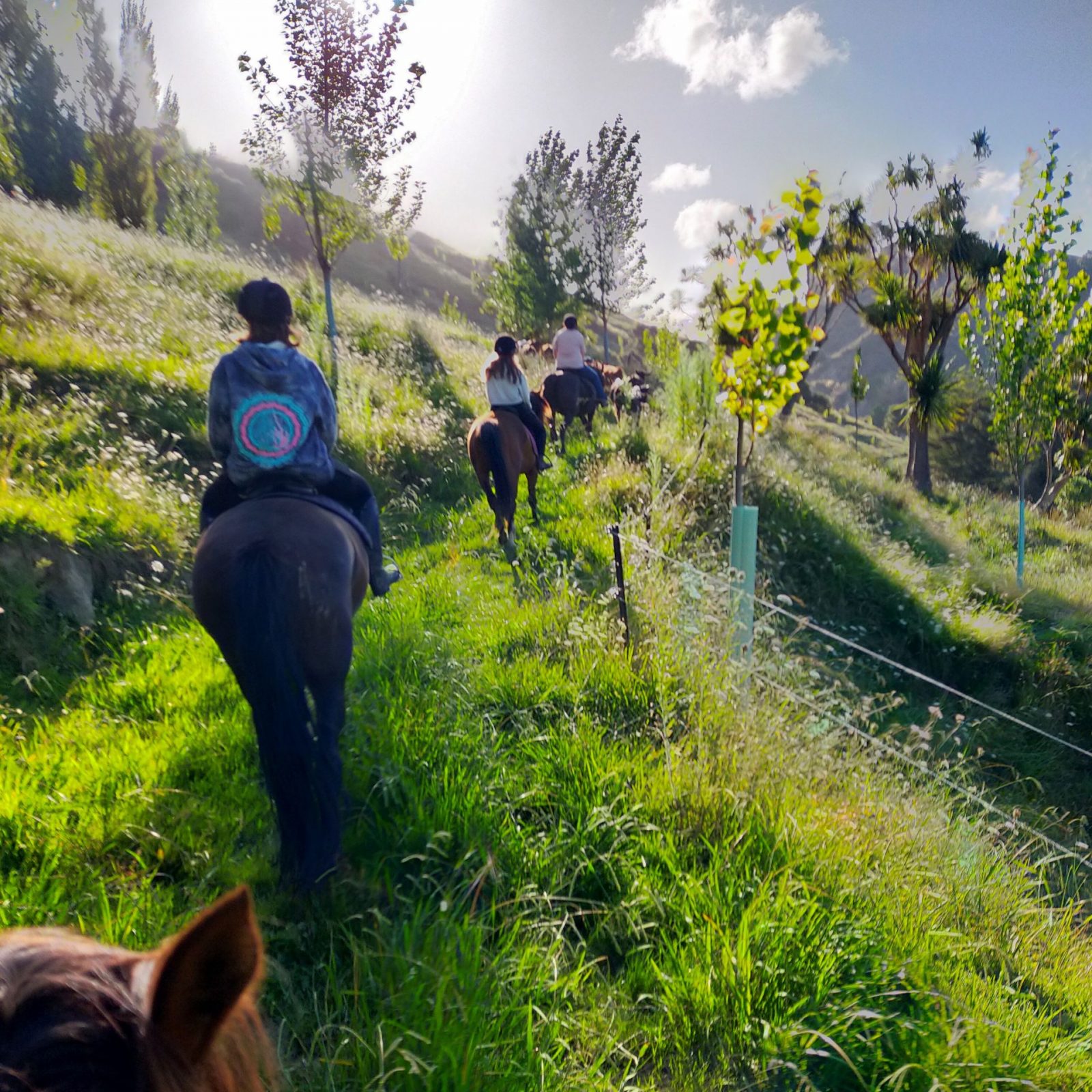 Home - Falling Creek Ranch