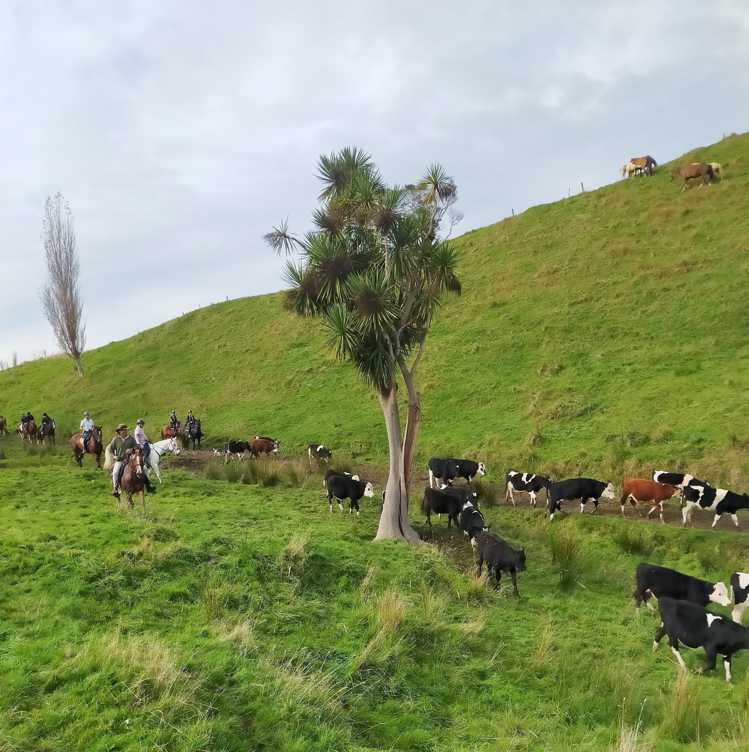Adult Horse Riding Camps - Falling Creek Ranch